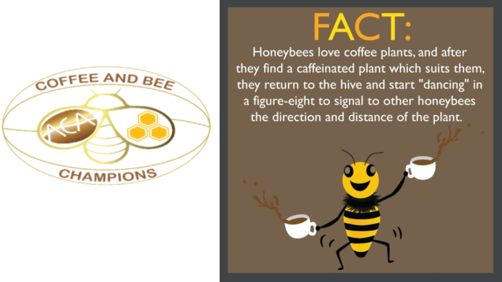Coffee and Bee Champions – Africa Coffee Academy